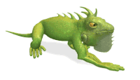 Iguanas GIF - Conseguir el mejor gif en GIFER