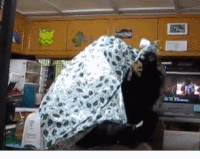 Furs GIFs - Get the best gif on GIFER