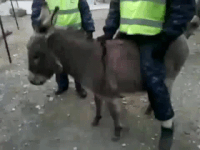 Donkey GIFs - Get the best gif on GIFER