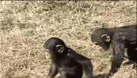 Primate GIFs - Get the best gif on GIFER