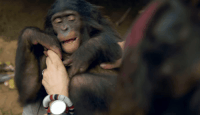 Bonobo GIFs - Get the best gif on GIFER