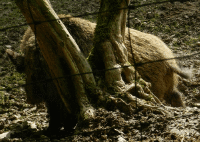 Scratching GIFs - Get the best gif on GIFER