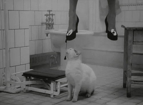 Hang cat GIF - Conseguir o melhor gif em GIFER
