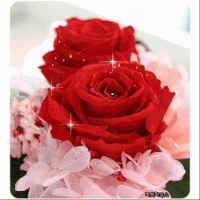 Rose GIFs - Get the best gif on GIFER