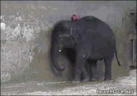 Skillful GIFs - Get the best gif on GIFER