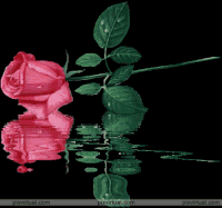 Rosa GIF - Conseguir el mejor gif en GIFER