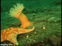 Starfish GIFs - Get the best gif on GIFER