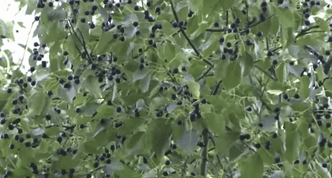 Cinnamomum camphora GIF - Conseguir o melhor gif em GIFER