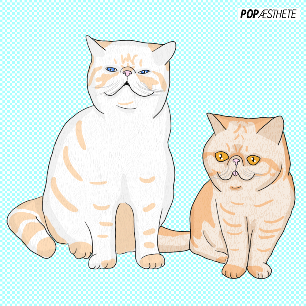 Persian cats GIF - Conseguir o melhor gif em GIFER