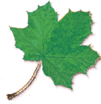 Botany GIFs - Get the best gif on GIFER