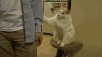Chat mignon GIFs - Obtenez le meilleur gif sur GIFER