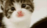 Mewing GIFs - Get the best gif on GIFER