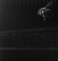 Spider web GIFs - Get the best gif on GIFER