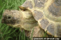 Turtles GIFs - Get the best gif on GIFER