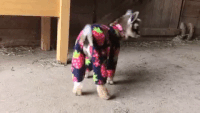 Pyjamas GIFs - Get the best gif on GIFER