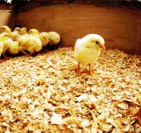 Chick GIFs - Get the best gif on GIFER