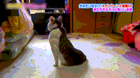 Muscle GIFs - Get the best gif on GIFER