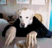 Misc GIFs - Get the best gif on GIFER
