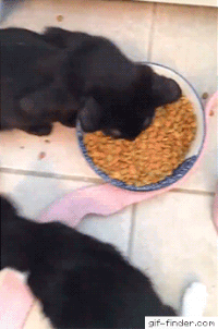 Greedy GIFs - Get the best gif on GIFER