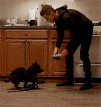 Flipper GIFs - Get the best gif on GIFER