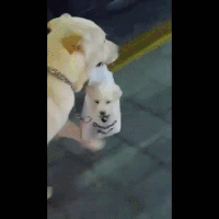 Bags GIFs - Get the best gif on GIFER