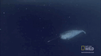 Narwhal GIFs - Get the best gif on GIFER