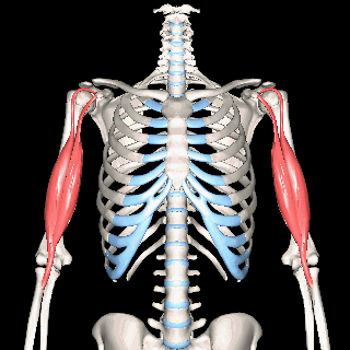 Anatomia GIF - Conseguir o melhor gif em GIFER