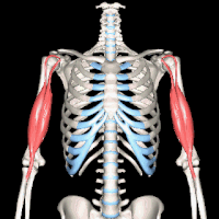 Anatomia GIF - Conseguir o melhor gif em GIFER