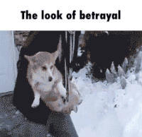 Betrayal GIFs - Get the best gif on GIFER