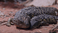 Reptiles GIFs - Get the best gif on GIFER