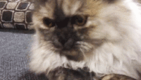 Persian cat GIFs - Get the best gif on GIFER