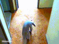 Anteater GIFs - Get the best gif on GIFER