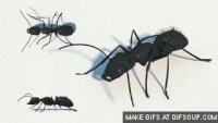 Ants GIFs - Get the best gif on GIFER