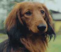 Teckel GIFs - Get the best gif on GIFER