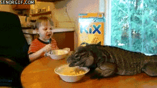 Komoda dragon GIF - Conseguir o melhor gif em GIFER