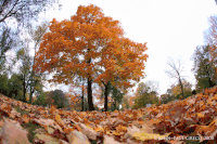 Leaves GIFs - Get the best gif on GIFER