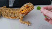 Bearded GIFs - Get the best gif on GIFER