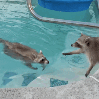 Mapache GIFs - Get the best gif on GIFER