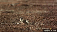 Black mamba GIFs - Get the best gif on GIFER