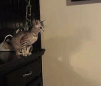 Cat jumping GIFs - Get the best gif on GIFER