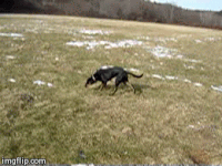 Agility GIFs - Get the best gif on GIFER