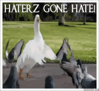 Pelican GIFs - Get the best gif on GIFER