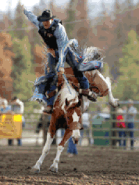 Stampede GIFs - Get the best gif on GIFER