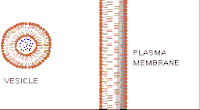 Cell GIFs - Get the best gif on GIFER