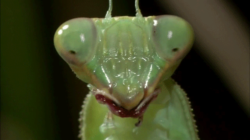 Praying mantis GIF - Conseguir o melhor gif em GIFER