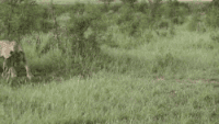 Calf GIFs - Get the best gif on GIFER