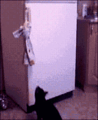 Refrigerator GIFs - Get the best gif on GIFER