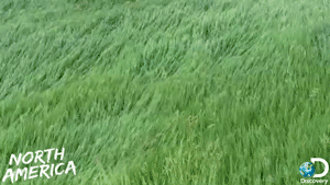Grasslands GIFs - Get the best gif on GIFER