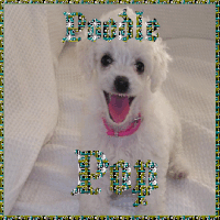 Poodle GIFs - Get the best gif on GIFER