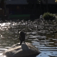 Lifeguard GIFs - Get the best gif on GIFER